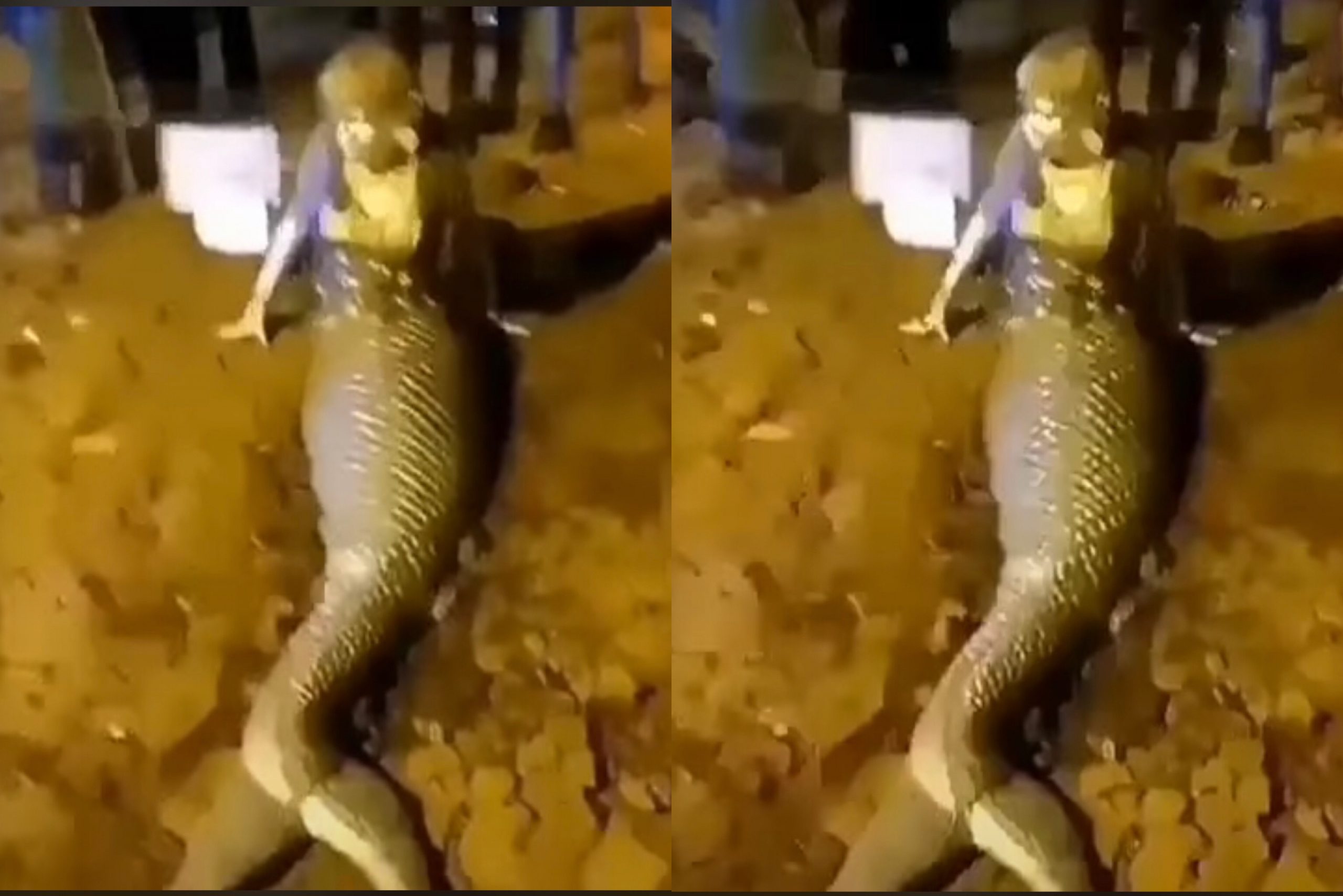Mermaid “Maame Water” Caught' Along The Coasts Of A Popular Beach At ...