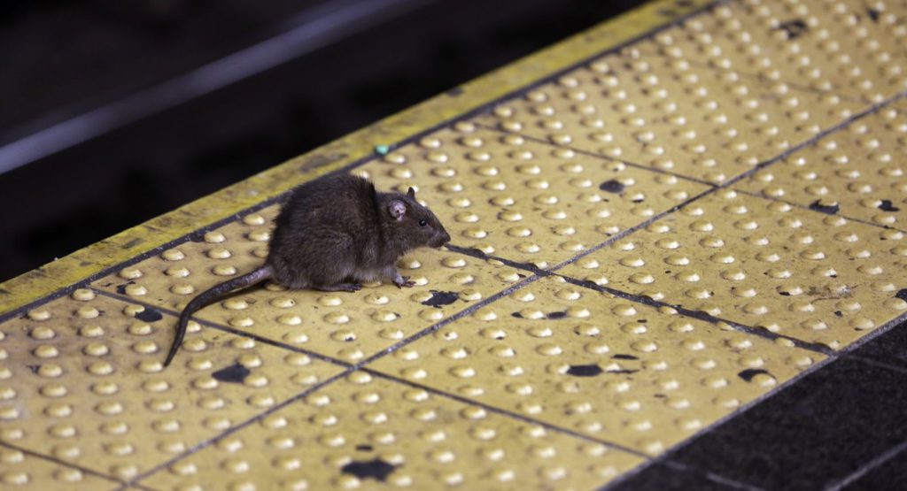 New York Is Paying $170,000 Per Year Job To Exterminate Rats