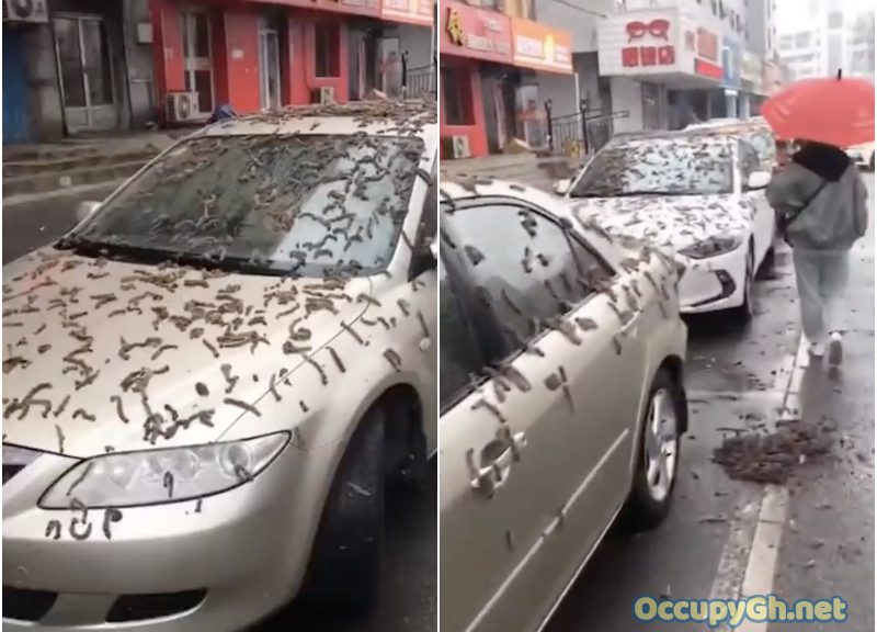 It's Raining Worms In China? Viral Video From Beijing Causes Stir ...