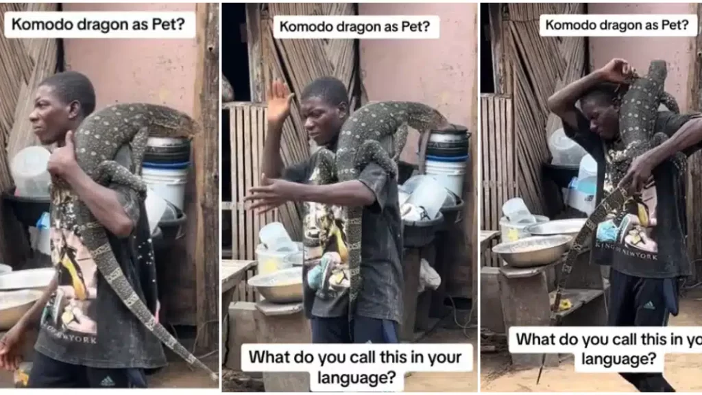 Man Scares Many As He Appears In Public With His Komodo Dragon Pet On ...