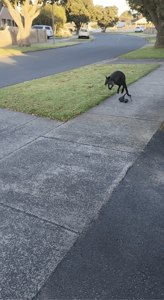 VIDEO: Wallaby Drops Baby While Bounding Past Woman on Morning Walk